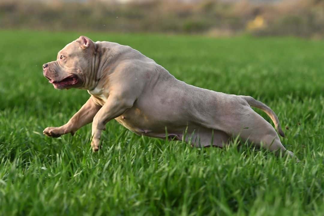 Can American Bully Be Good Protection Dogs? - PitBullTribe.com