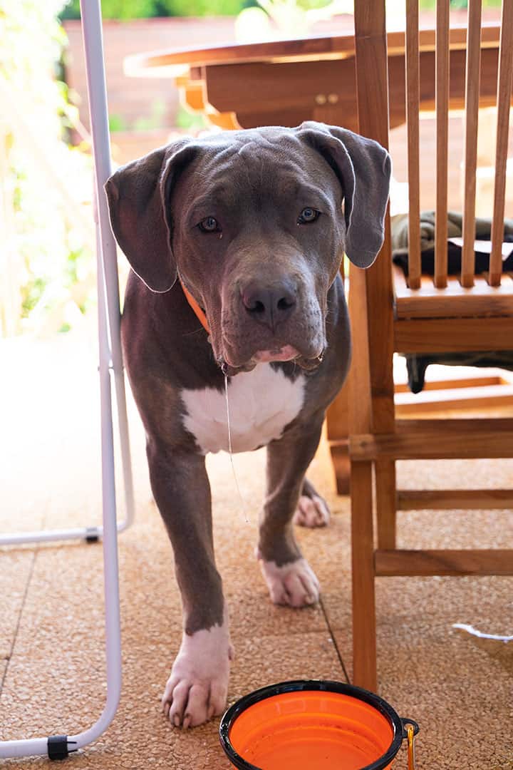 Do American Bully Drool A Lot? (The Truth) - PitBullTribe.com