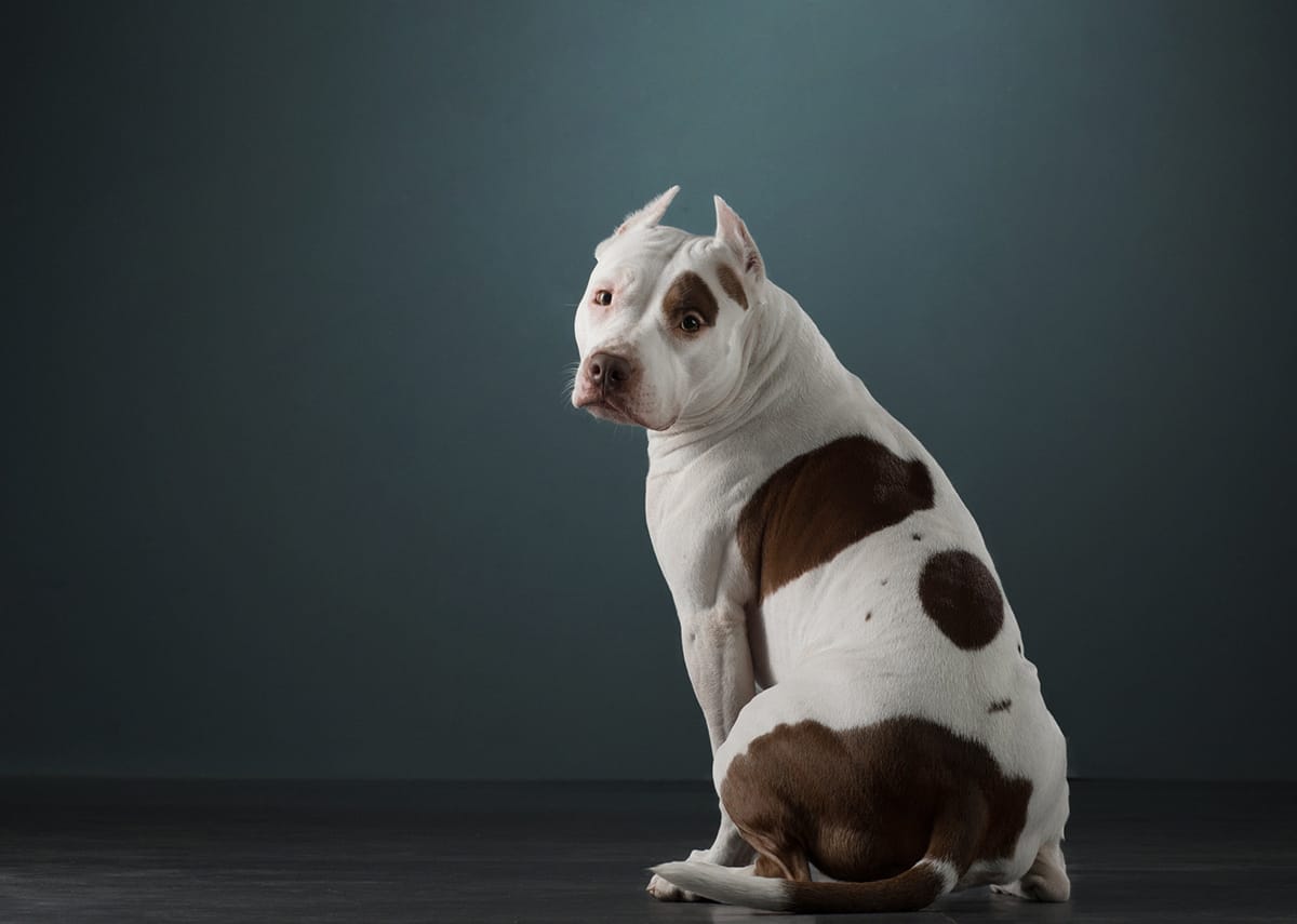 Are American Pitbulls’ Tails Docked? - PitBullTribe.com