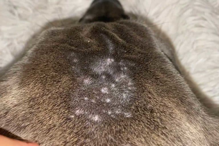 6 American Bully Skin Problems (With Pictures) - PitBullTribe.com