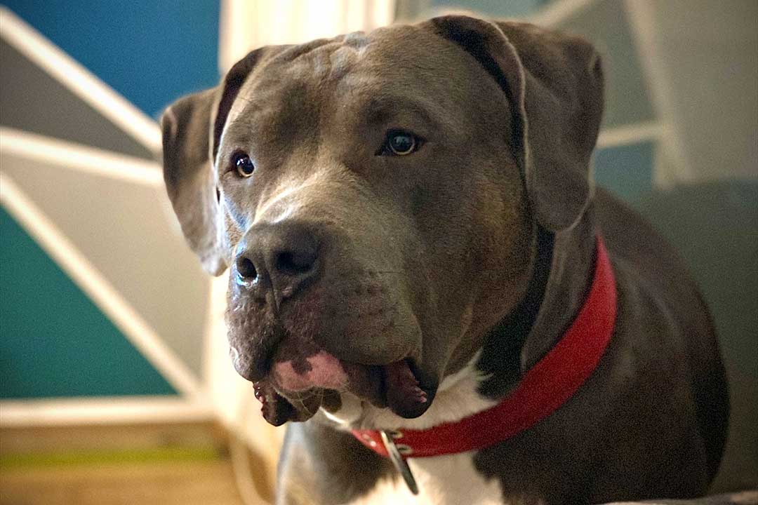 Is the American Bully Breed Aggressive? - PitBullTribe.com